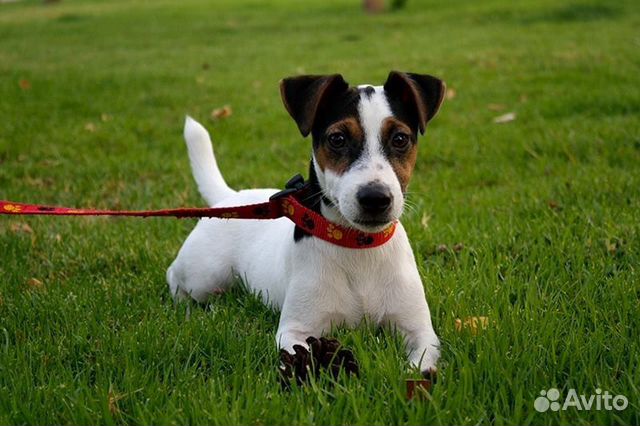 Гладкошерстные щенки дрт, бело-рыжие и триколор