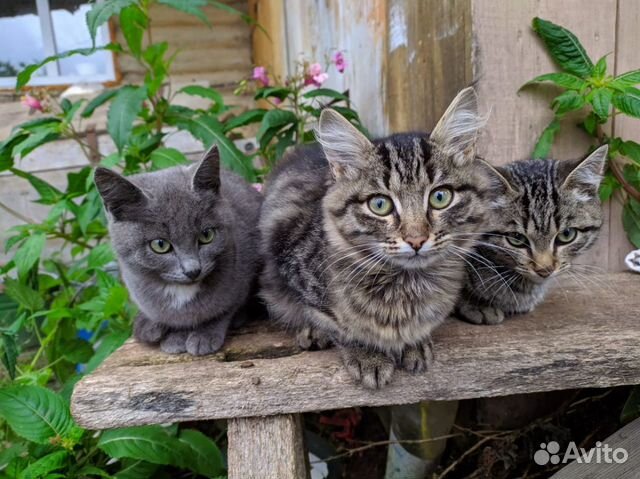 Котята мышеловки