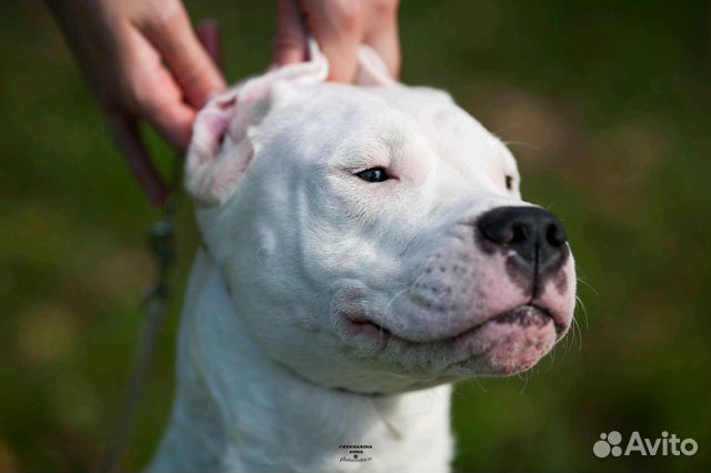 Аргентинский дог, подрощенная девочка