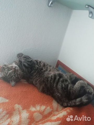 Отдам в добрые и заботливые руки кота-тигру