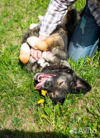 Активная и нежная Мандаринка ищет дом