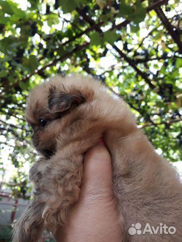 Щенки пекинеса