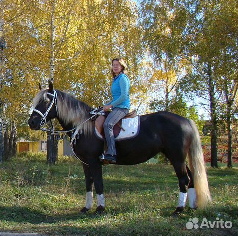 Отдам на условиях двух кобыл необычных мастей