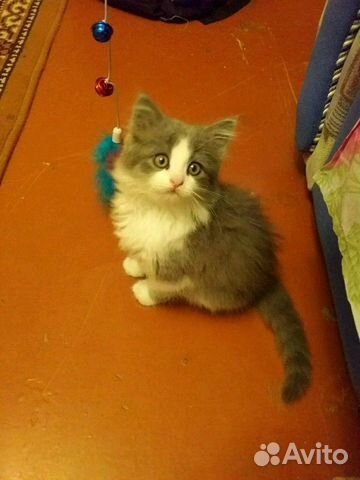 Котенок мальчик