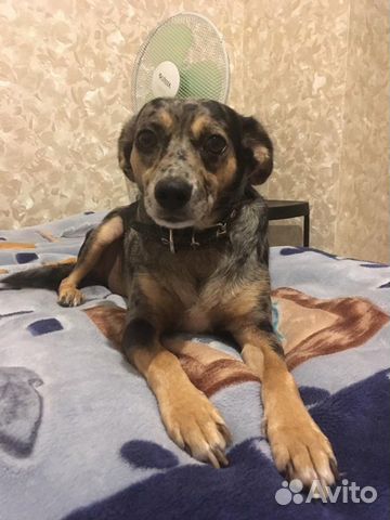 Отдам щенка, собаку