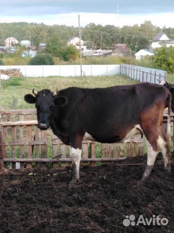 Продам корову с телёнком