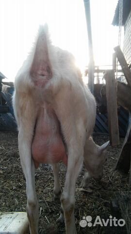Продам элитную зааненскую козу