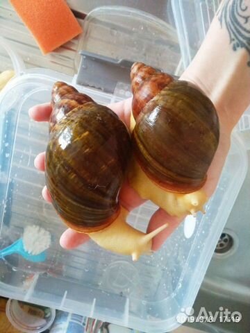 Архахатина сп. Бенин ф3