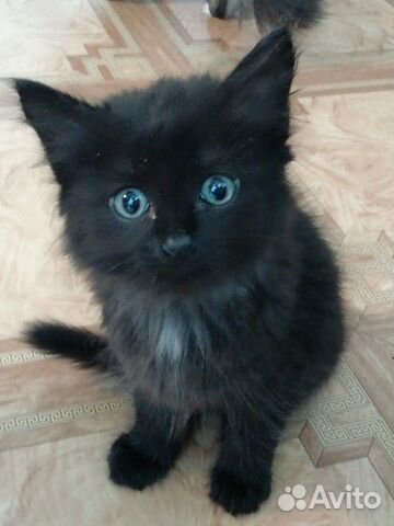 Отдам котейку