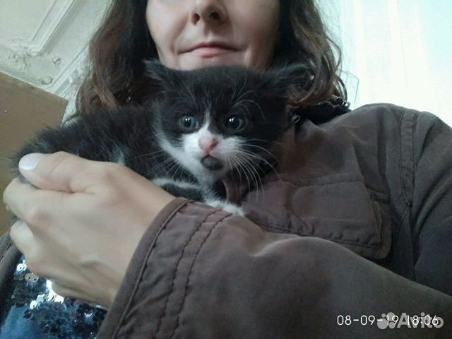 Дворцовый котёнок