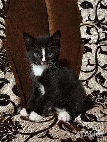 Отдам котят в добрые руки