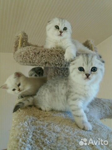 Клубные котята