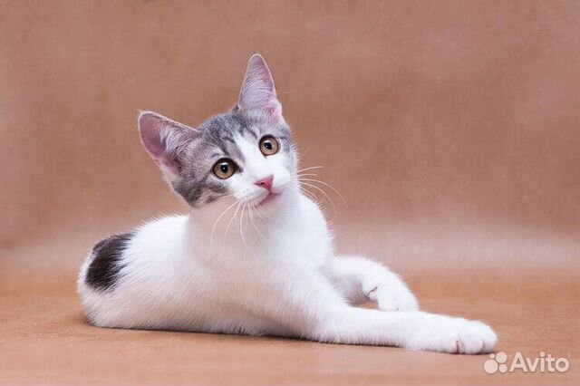 Котенок ищет дом