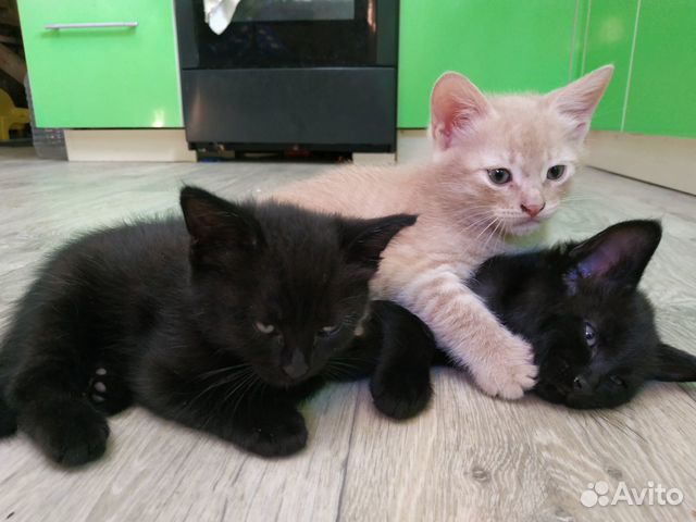 Воспитанные охотники с доставкой на дом