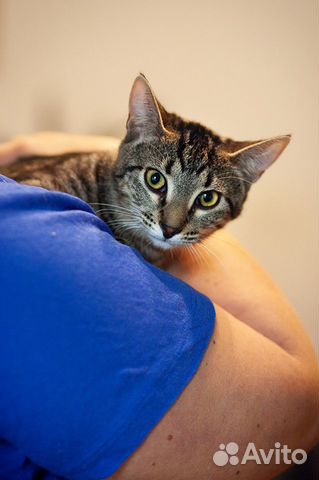 Кошечка Тигра