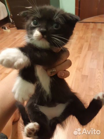 Котята 1.5 месяца