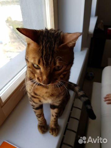 Приглашаем на вязку с замечательным парнем