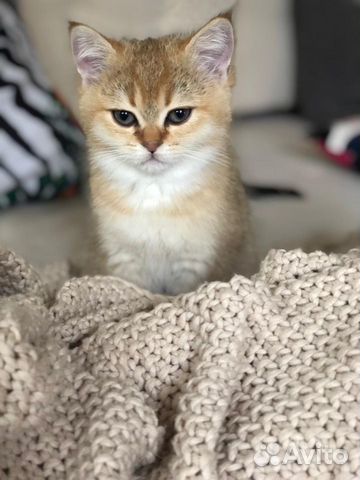 Британские шиншилловые котята