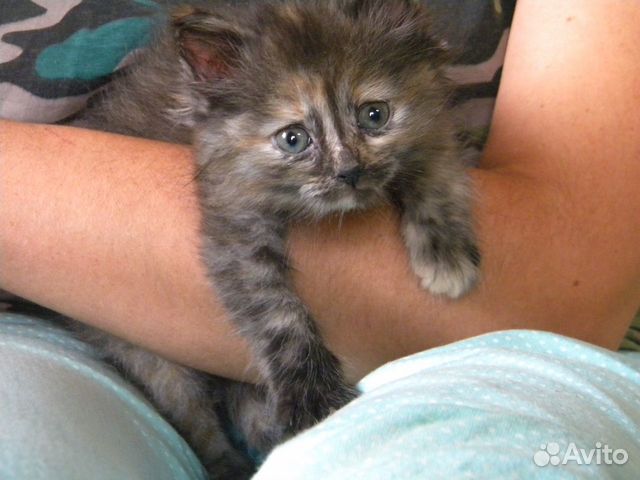 Котёнок, трёхцветная кошечка