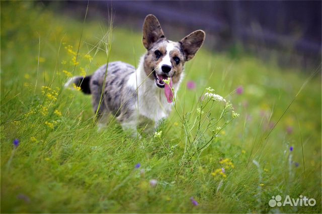 Щенок вельш корги кардиган