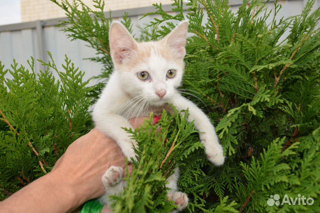 Игривый котенок в добрые руки