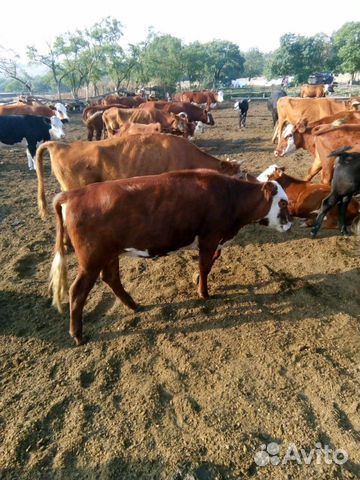 Казахские телки