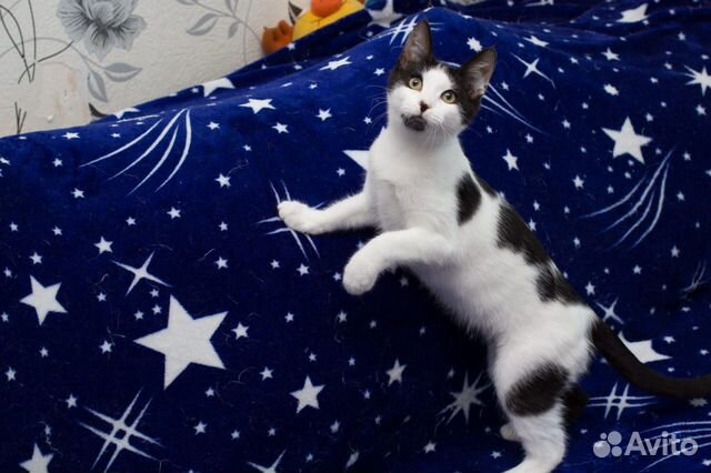 Супер-девочки в поисках дома