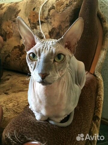 Донской сфинкс