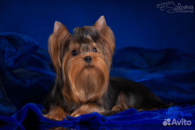 Крошка Марвел - йоркширский терьер