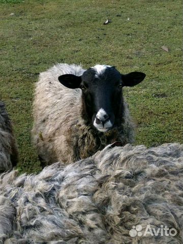 Баран, овца с ягнятами