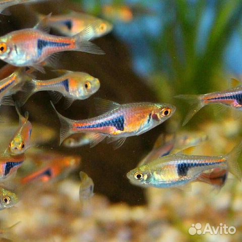 Рыба расбора