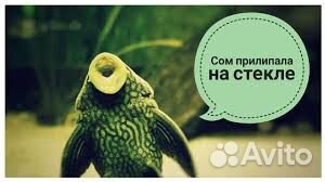 Мальки сомиков Анциструс