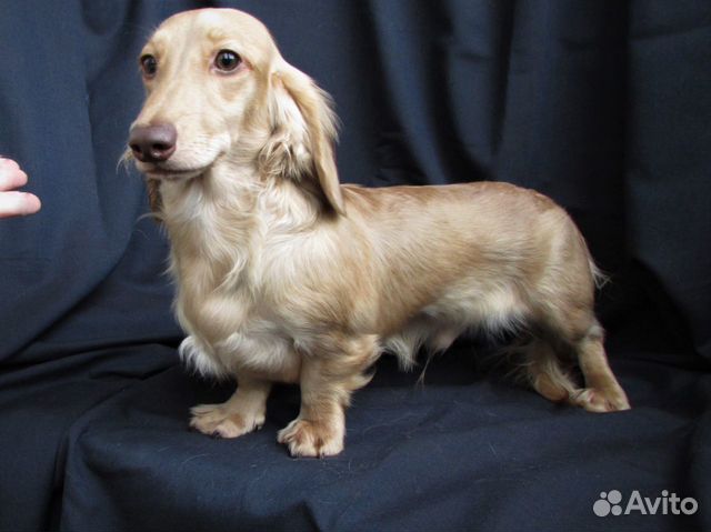 Подрощенный таксик-красавчик