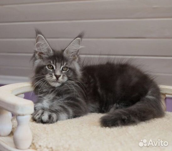Котик мейн кун голубой мрамор Респект