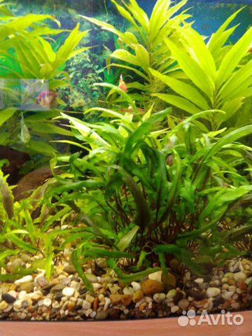 Аквариумное растение