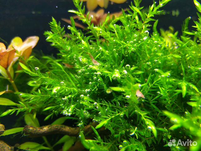 Аквариумные растения, мхи