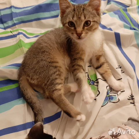 Котята в дар