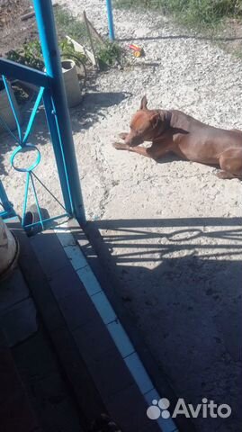 Отдам питбуля в хорошие руки