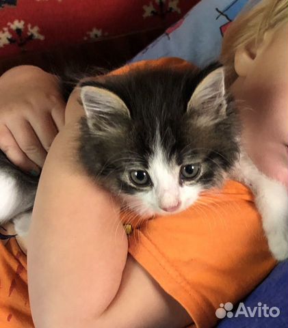 Котята сибирской породы