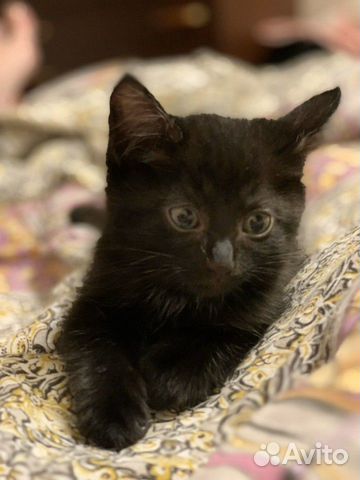 Котенок девочка в дар