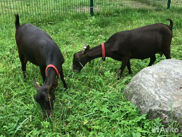 Племенные козочки и козлики