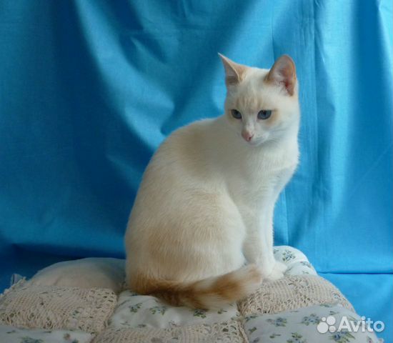 Котенок-девочка 6 месяцев