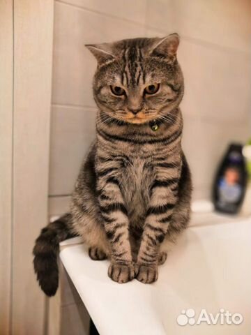 Котик