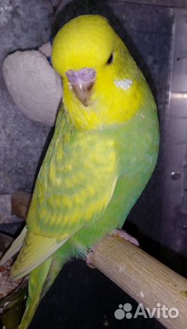 Зелёный птенчик из гнезда