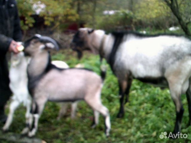 Козлы, коза дойная