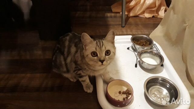 Котенок скоттиш страйт (шотландский прямоухий)