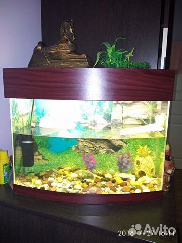 Аквариум с двумя красноухими черепахами