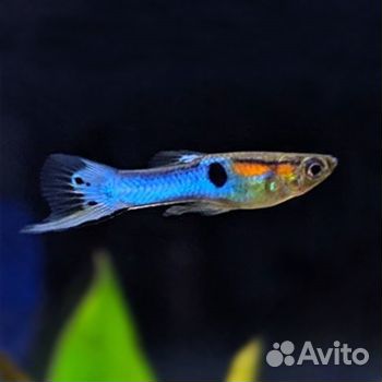 Гуппи эндлера