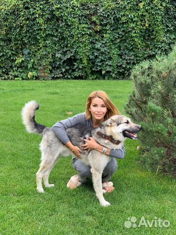 Ванильный парень