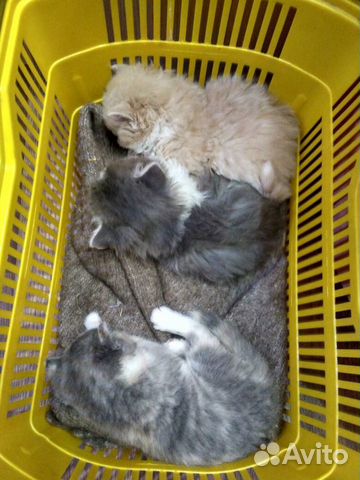 Три котенка -1 месяц